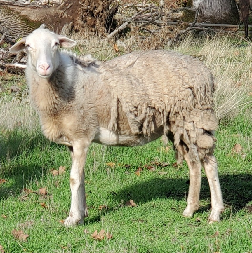 St. Croix Sheep For Sale – Hollow Hills Ranch