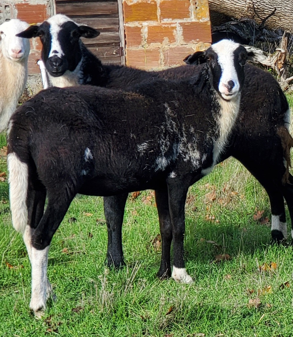 St. Croix Genetic Testing – Hollow Hills Ranch