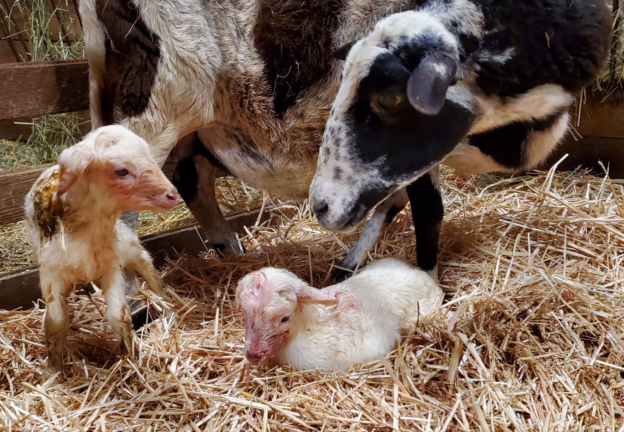 Are Colors a Detriment to the St. Croix Breed? – Hollow Hills Ranch
