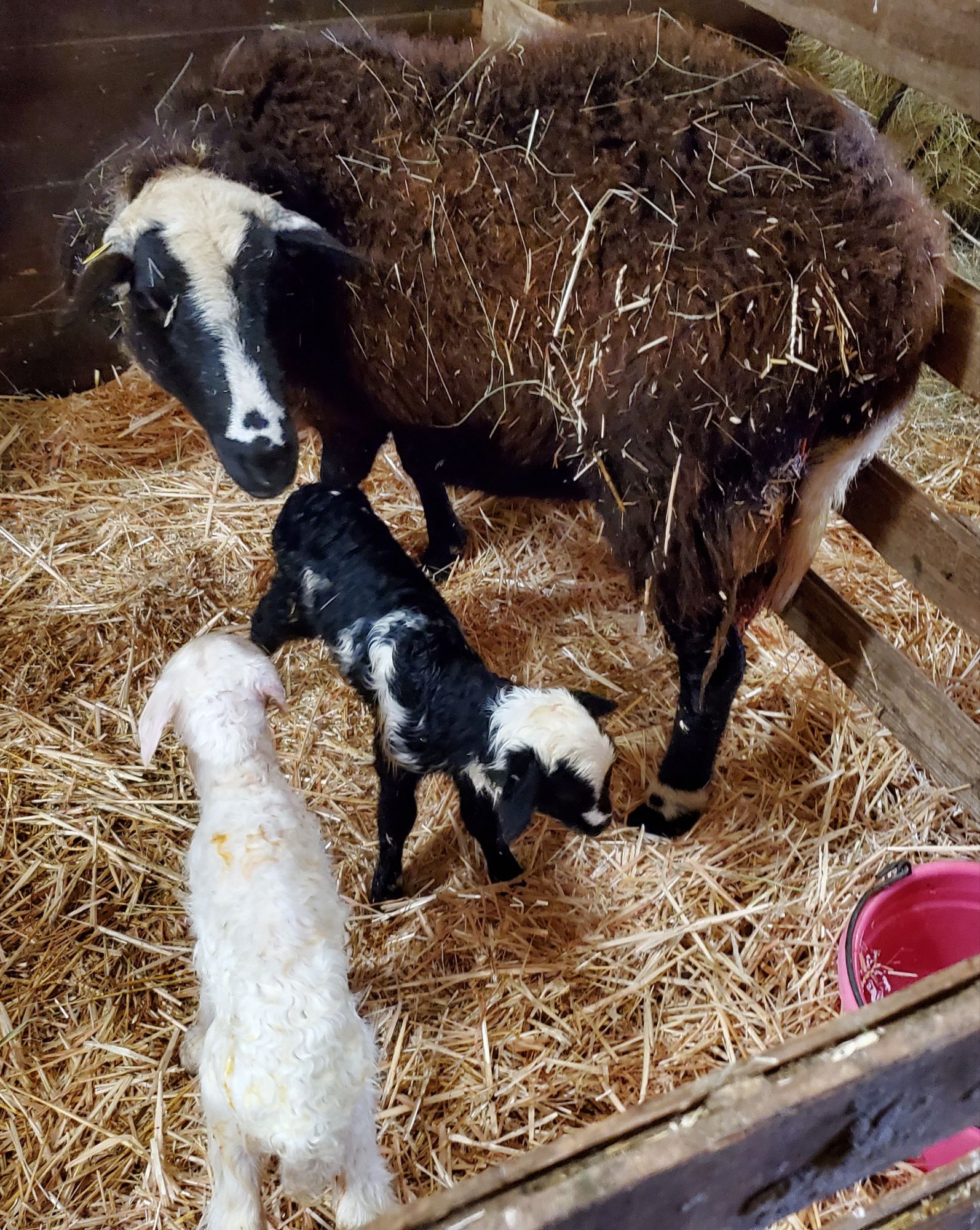 Are Colors a Detriment to the St. Croix Breed? – Hollow Hills Ranch