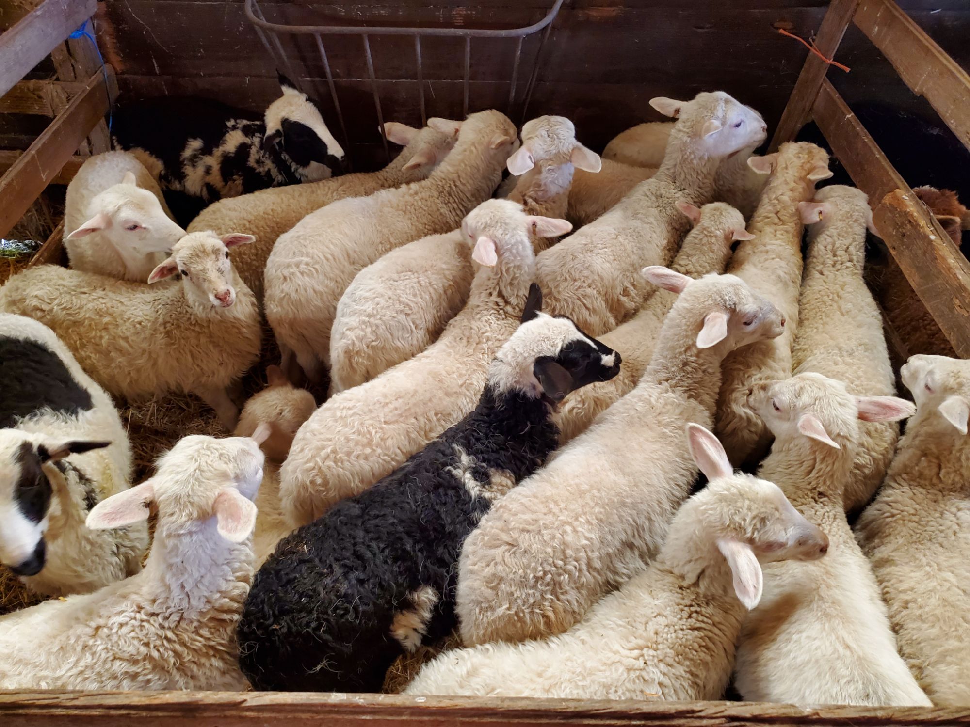 St. Croix Hair Sheep – Hollow Hills Ranch