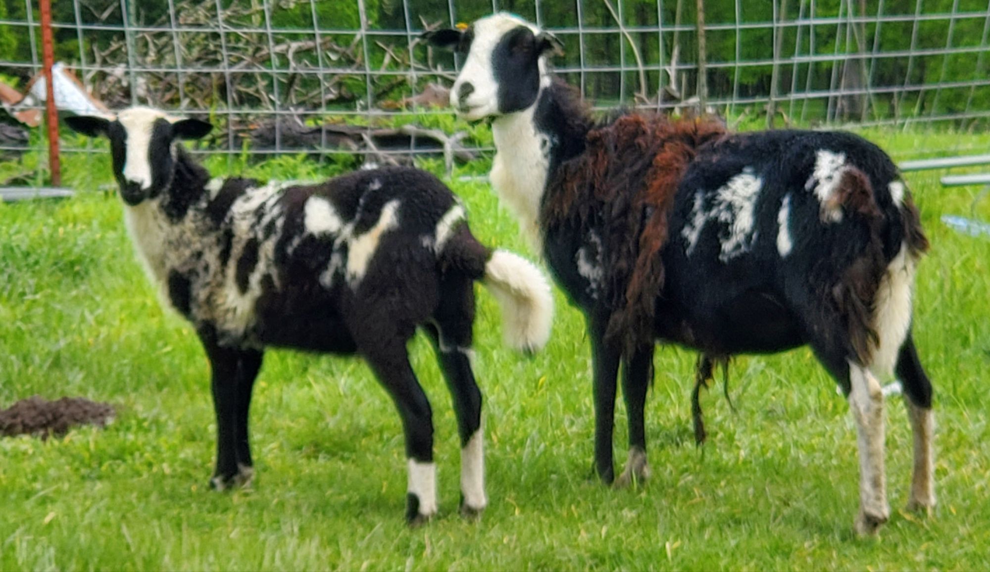 St. Croix Sheep For Sale – Hollow Hills Ranch