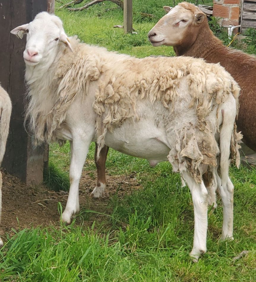 St. Croix Sheep For Sale – Hollow Hills Ranch
