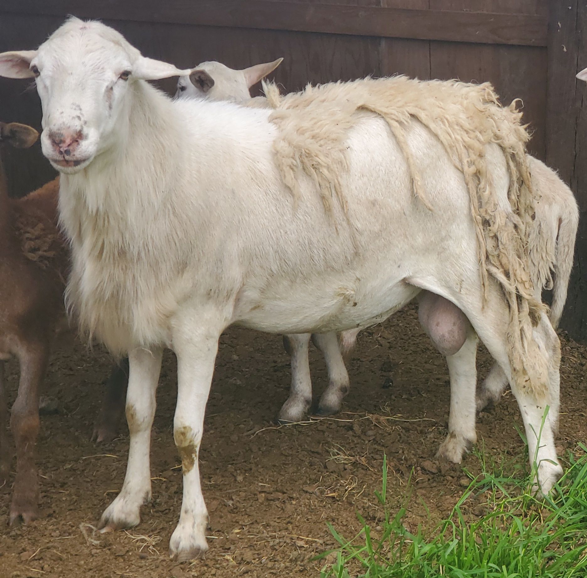 St. Croix Rams – Hollow Hills Ranch