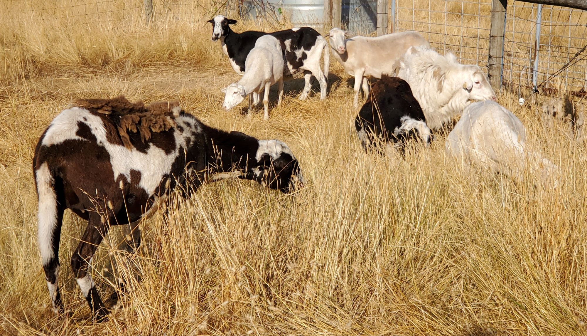 Sheep Breeding Groups for August 4 – Sept 17, 2024 – Hollow Hills Ranch