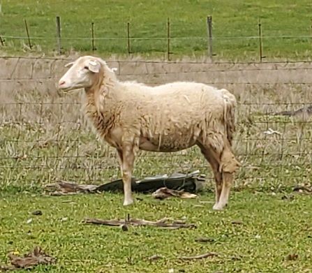 St. Croix Sheep For Sale – Hollow Hills Ranch